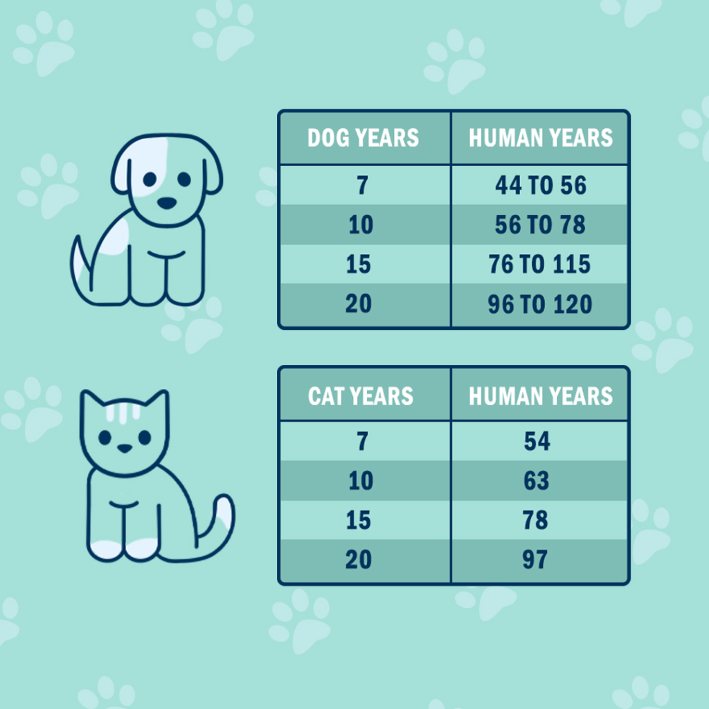 10 Things To Know About Senior Pet Care – PetVet Clinic ~ Full Service ...