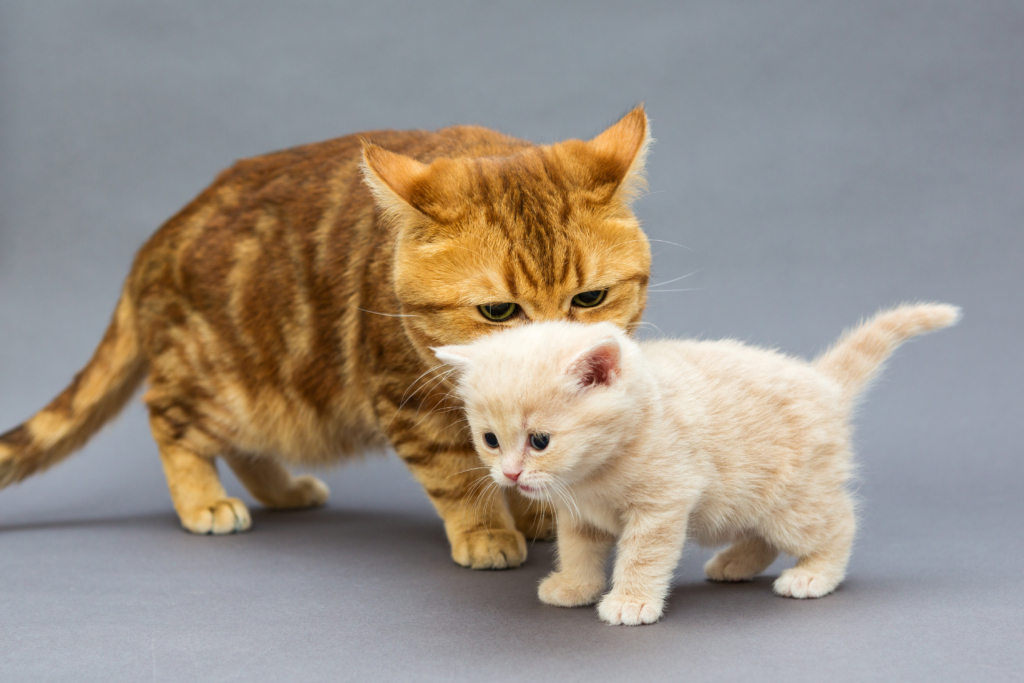 5 Things You Should Know About Postnatal Care for Cats – PetVet Clinic ...