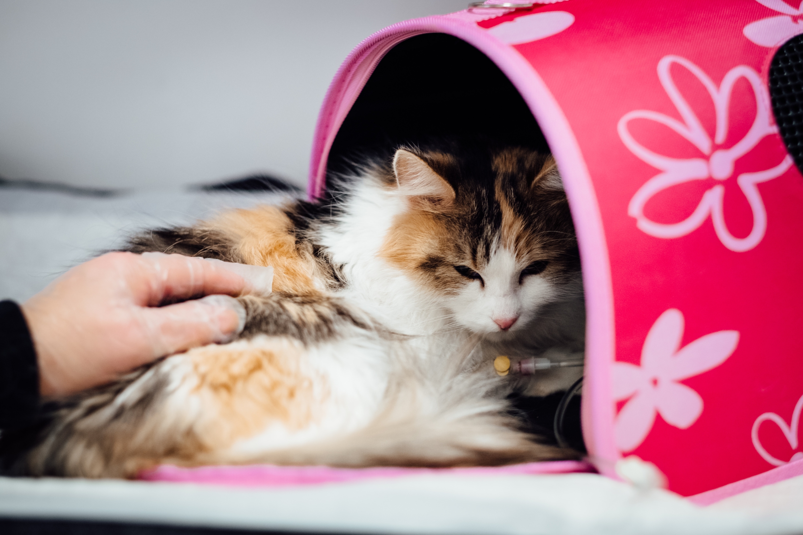 The Ultimate Guide To Cat Vaccinations PetVet Clinic Full Service
